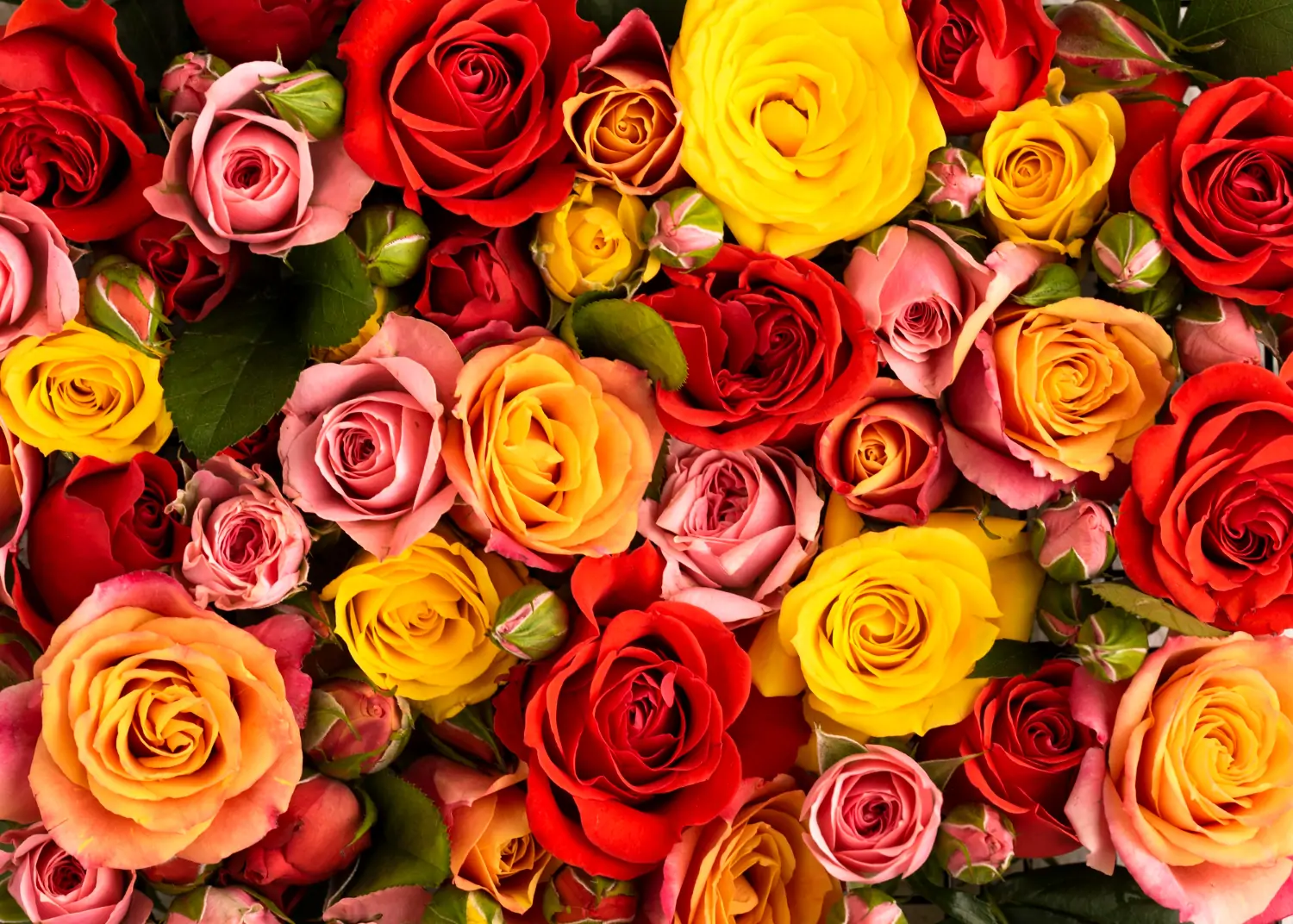 The 7 Most Popular Flowers In Greece - vvhen